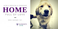 Dog Shows 101 at Roberts Centre